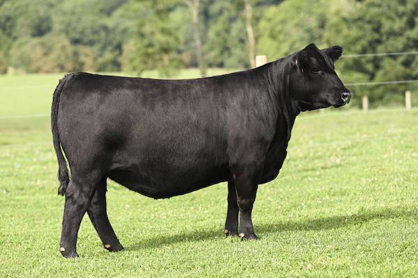 Point Pleasant Angus | DONORS